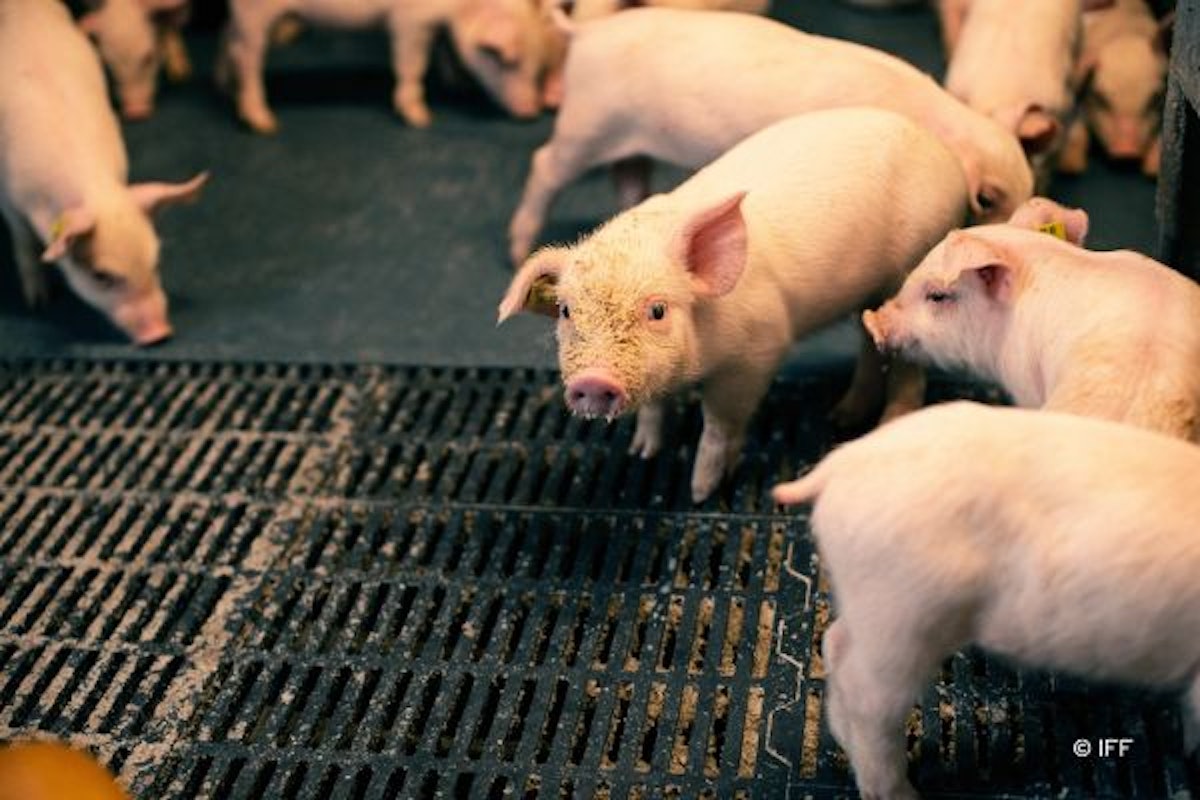 Danisco Animal Nutrition & Health Axtra PRIME | WATTPoultry.com