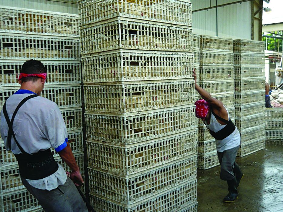 Upstream focus can boost poultry processing | WATTPoultry.com