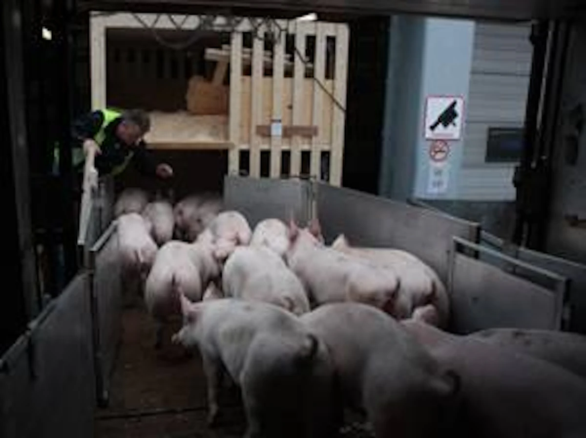 Pig International - Topigs exports gilts to Japan | WATTPoultry.com