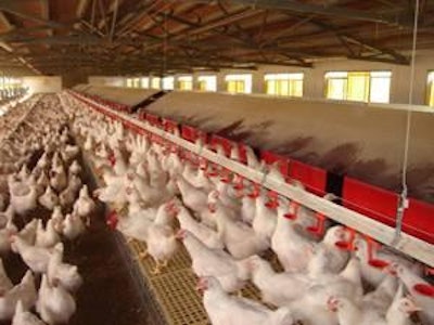 Poultry International - Vencomatic ventures into Spain | WATTPoultry.com