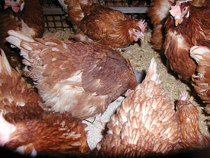 4 ways to improve laying hen bone strength | WATTAgNet | WATTPoultry.com
