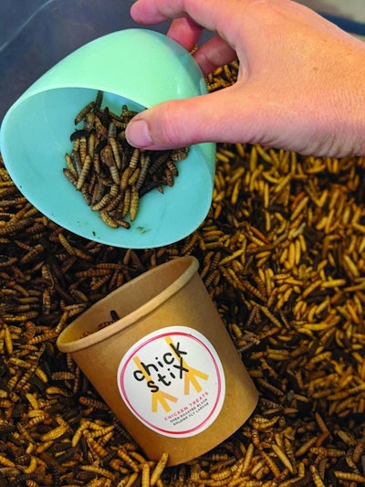 Insect feed for poultry of growing interest in Australia | WATTPoultry.com