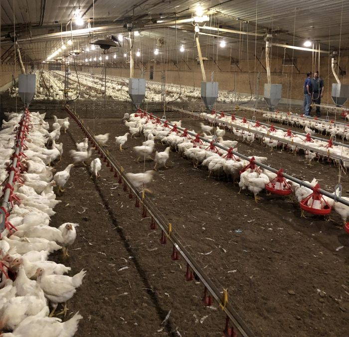 Feeding Practices To Maximize Broiler Breeder Flock Uniformity