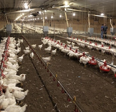Feeding practices to maximize broiler breeder flock uniformity ...
