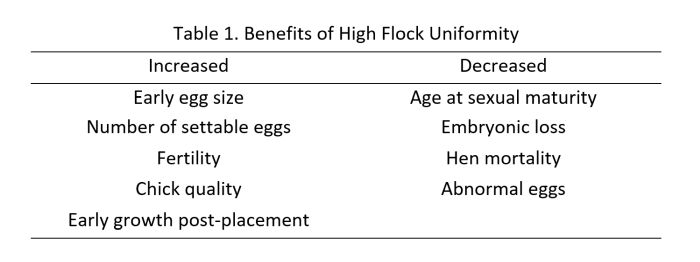 Feeding practices to maximize broiler breeder flock uniformity ...