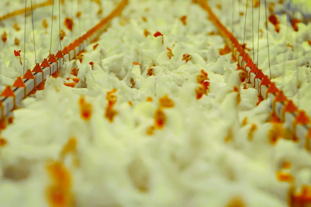 How to manage broiler heat stress | WATTPoultry.com