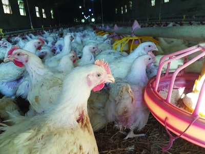 3 ways feed formulation can combat broiler heat stress | WATTPoultry.com