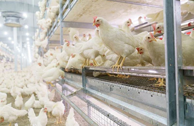 Persistence of lay selection aided by Hy-Line's new farm | WATTAgNet ...