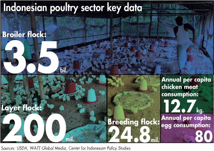 Reform could aid Indonesian poultry output, consumption | WATTAgNet ...