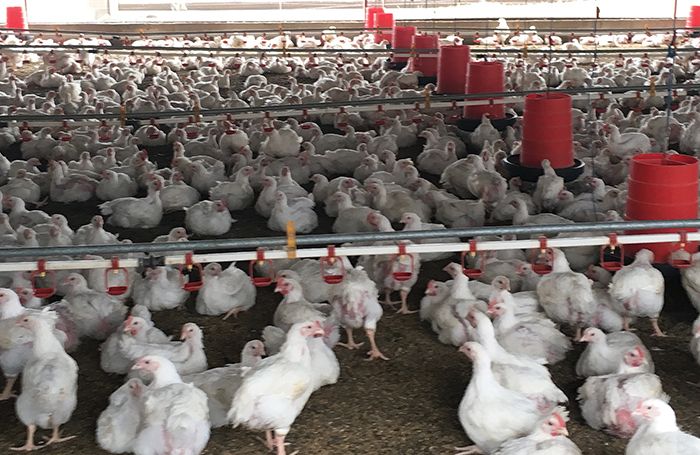 Top tips for feed and water management in broiler houses | WATTPoultry.com