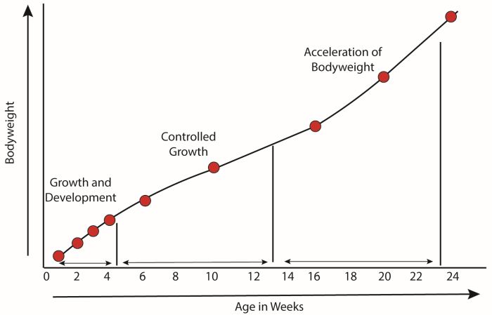 Feeding practices to maximize broiler breeder flock uniformity ...