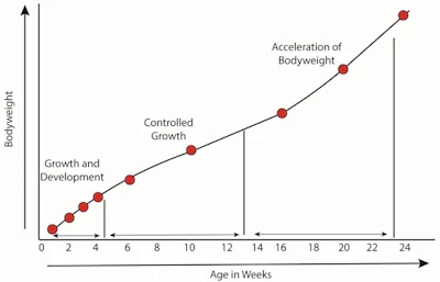 Feeding Practices To Maximize Broiler Breeder Flock Uniformity