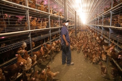 MPS Egg Farms keeps supply going through COVID-19, beyond | WATTAgNet ...