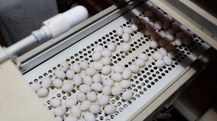 Egg counter camera placement matters for accurate totals | WATTPoultry.com