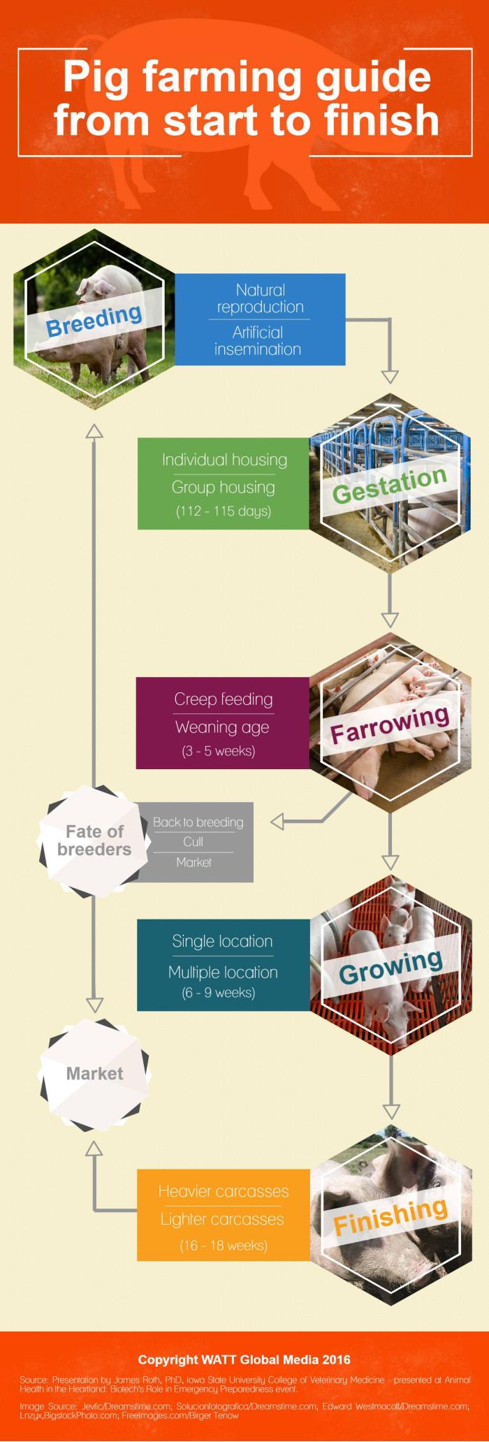 Infographic: Pig farming guide from start to finish | WATTAgNet ...