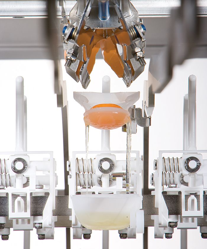 Liquid egg processing procedures, key to egg market | WATTAgNet ...