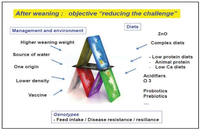 Weaning stress on piglets and their microbiota | WATTAgNet ...