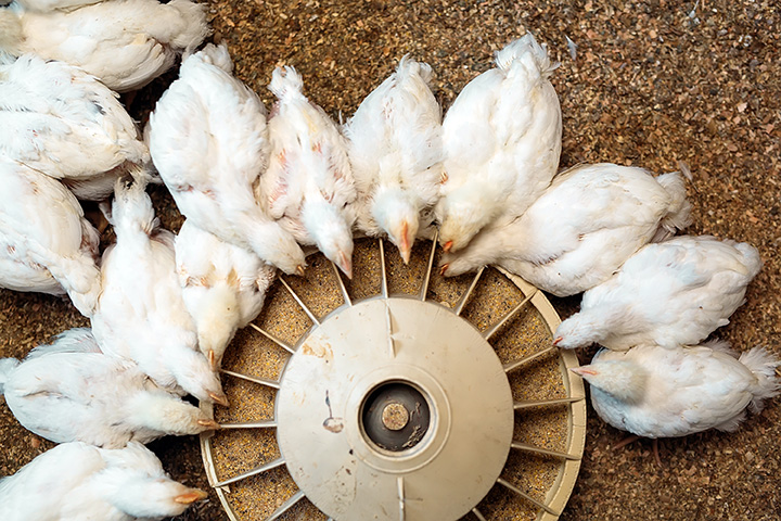 House of Raeford updates poultry welfare guidelines | WATTPoultry.com