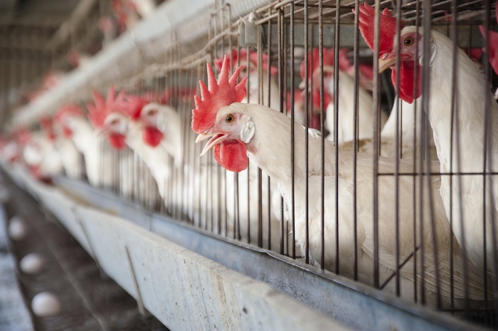 SCOTUS Prop 12 decision opens door for animal activists | WATTPoultry.com
