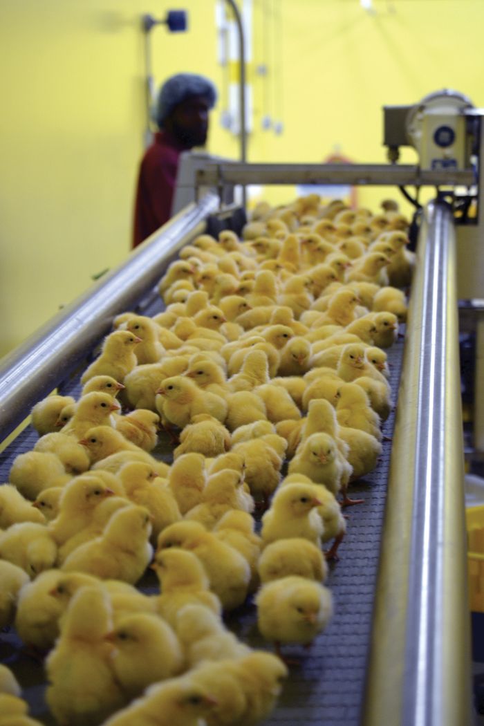 Aviagen’s newest, largest hatchery to serve US and beyond | WATTAgNet ...