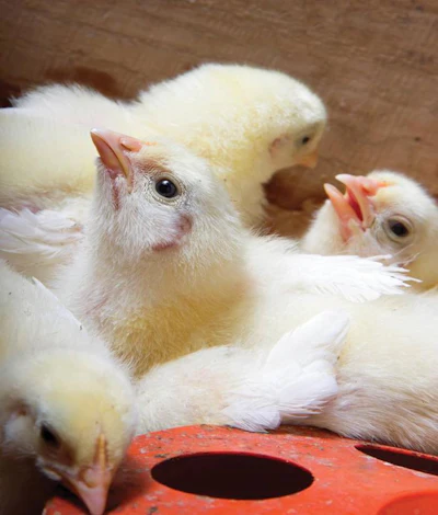 Poultry feeds and the role of liquid fats | WATTAgNet | WATTPoultry.com