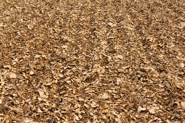 Using cassava as a global livestock feed ingredient | WATTAgNet ...