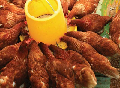 Poultry feeds and the role of liquid fats | WATTAgNet | WATTPoultry.com