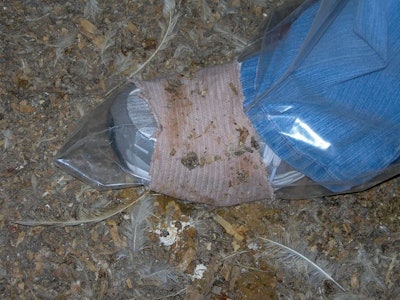 How sample type, analysis impact Salmonella detection | WATTAgNet ...