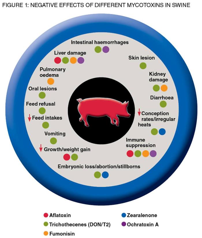 Mycotoxin threats and solutions for pigs | WATTAgNet | WATTPoultry.com