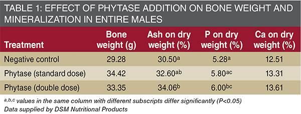 Phytase and bone mineralization in breeding pigs | WATTPoultry.com