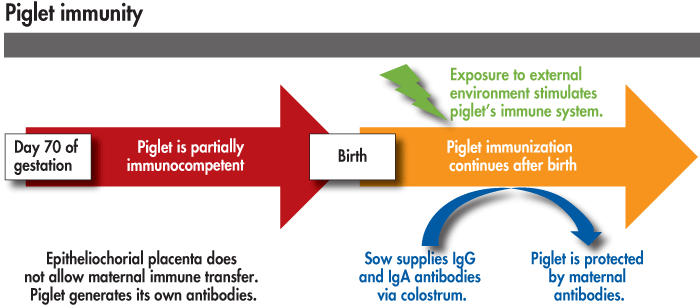 Boosting piglet immunity with colostrum | WATTAgNet | WATTPoultry.com