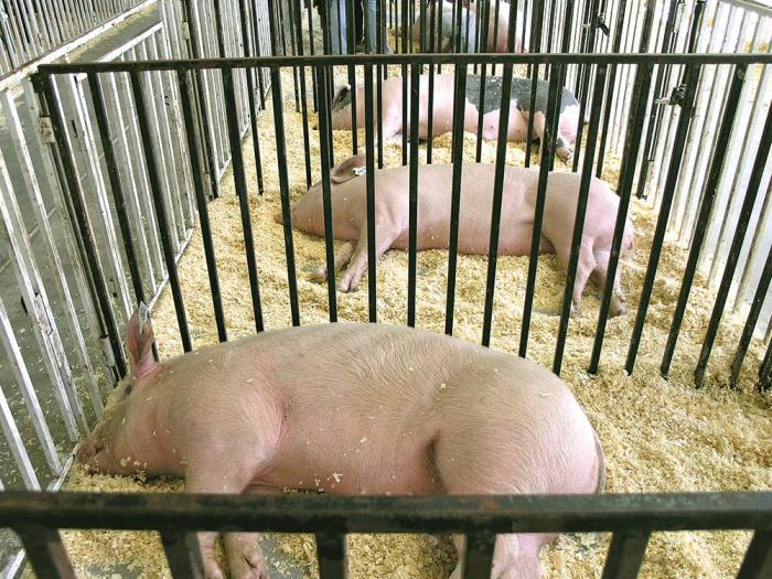 6 most common pig diseases worldwide | WATTAgNet | WATTPoultry.com