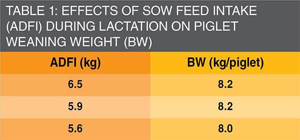 Tips for feeding hyper-prolific sows | WATTPoultry.com