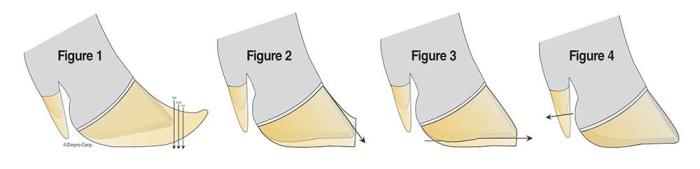 A practical sow hoof trimming guide | WATTAgNet | WATTPoultry.com