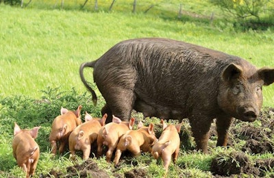 Piglet diarrheas: a common problem explained | WATTAgNet | WATTPoultry.com