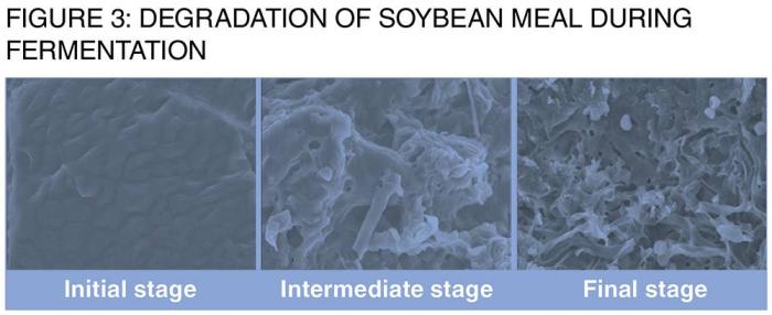Soybean meal through solid-state fermentation | WATTAgNet | WATTPoultry.com
