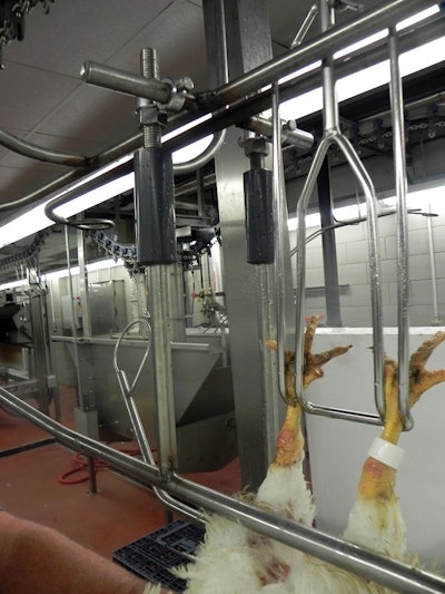 Tips for continuous improvement in poultry stunning | WATTAgNet ...