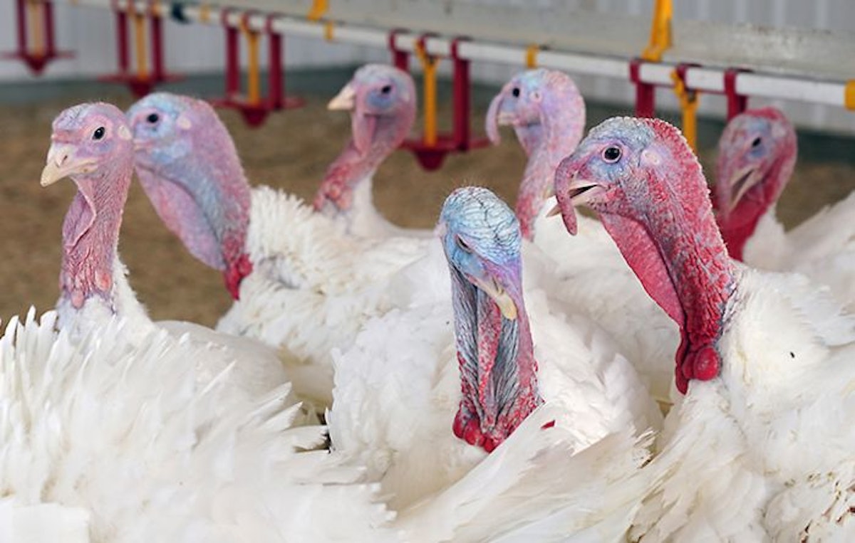 Cooper Farms adding 39 turkey barns by 2024 | WATTPoultry.com