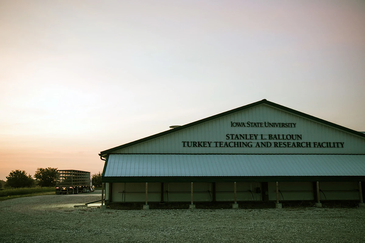 Turkey raised on ISU campus to be served to students | WATTPoultry.com