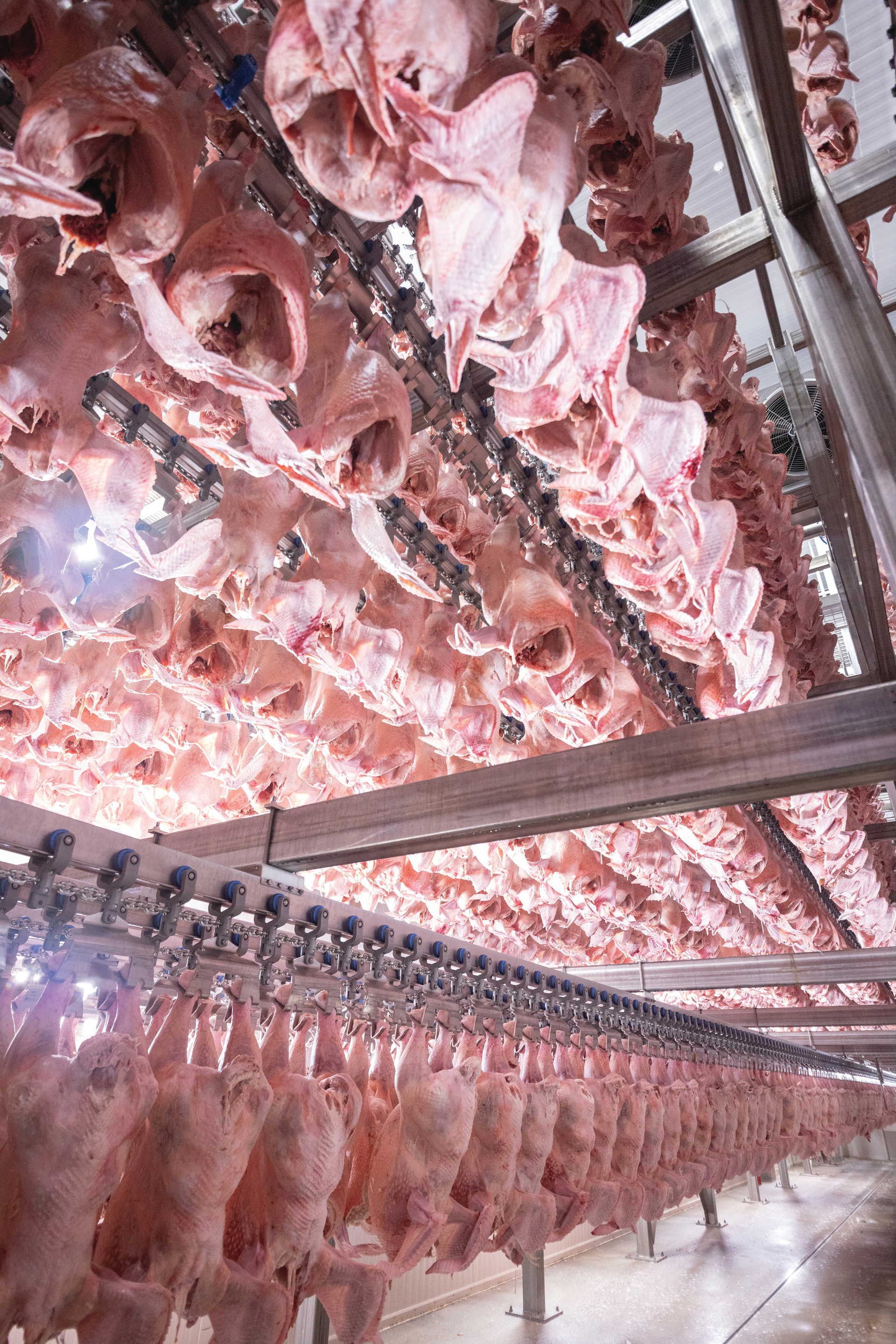 New Prestage Farms plant designed to save labor | WATTPoultry.com