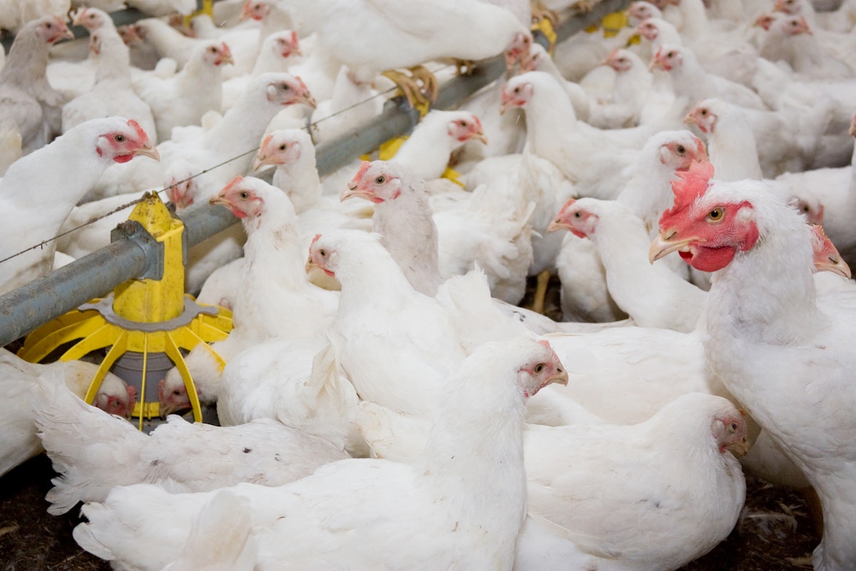Deep serotyping could reduce Salmonella in preharvest poultry ...