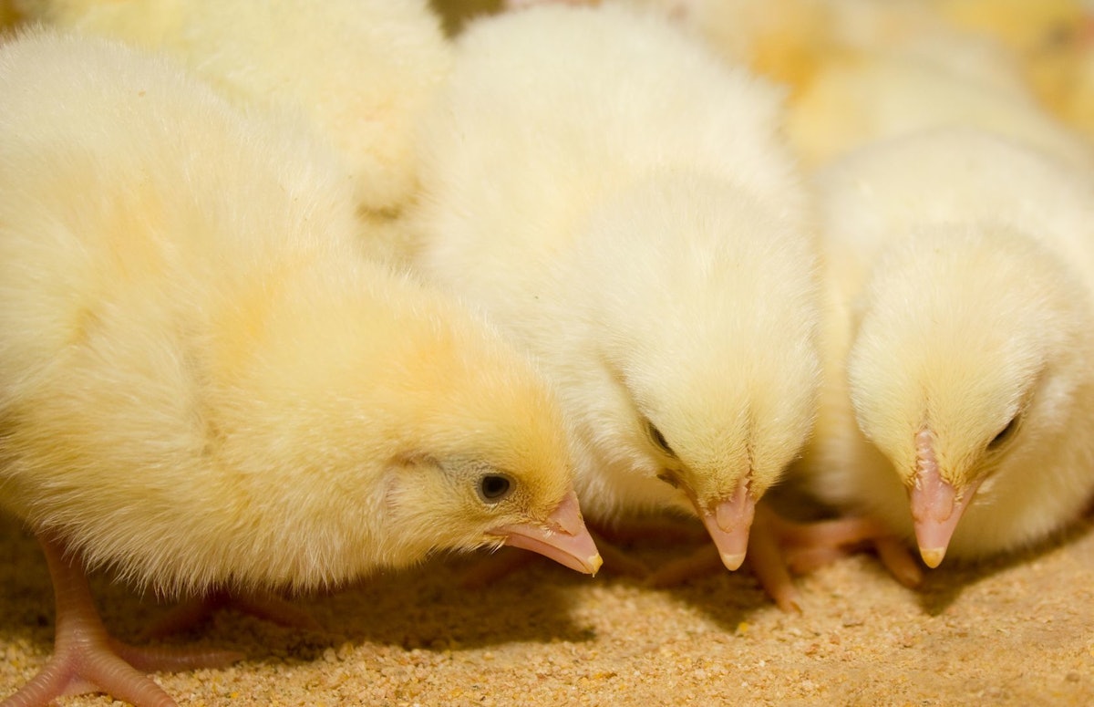 Baiada Poultry building two new breeding farms | WATTPoultry.com