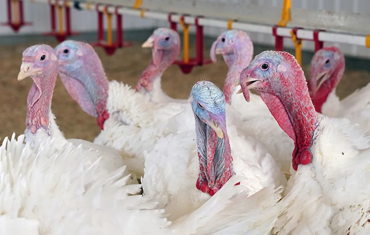 Northern Pride names Hunter Miller CEO | WATTPoultry.com