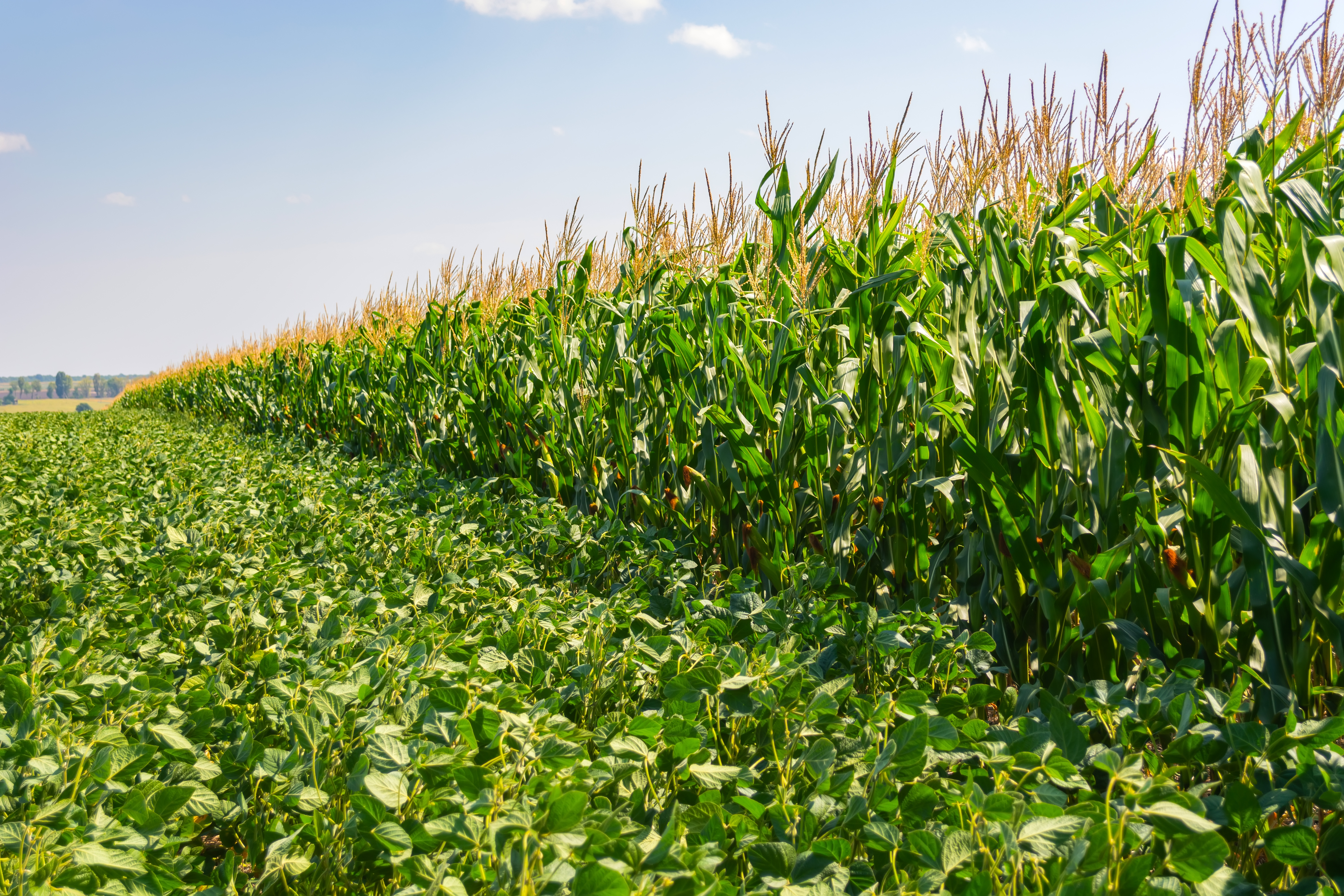 UTIA tool maximizes value of poultry litter as crop fertilizer ...