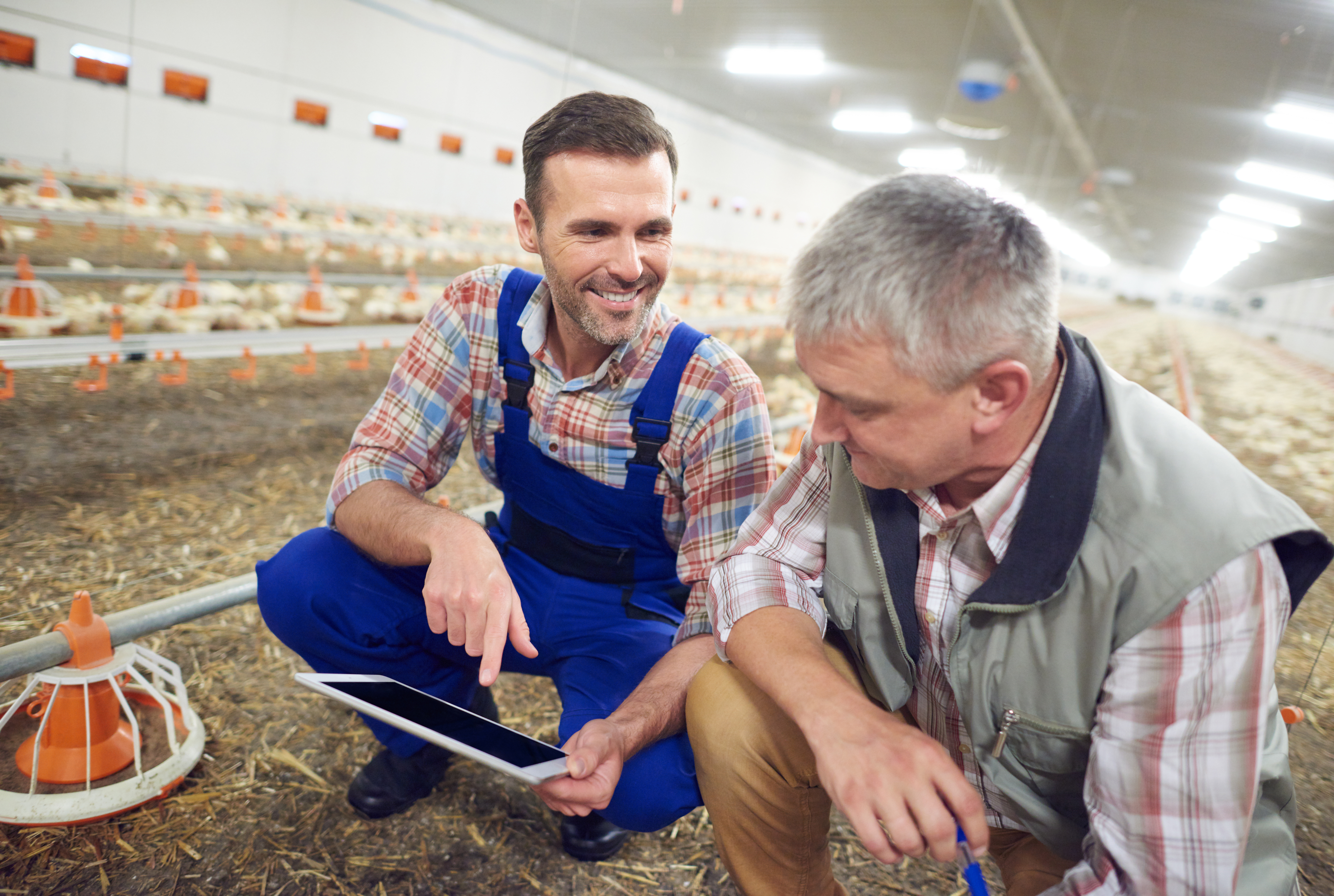 How data, automation could future-proof poultry production ...