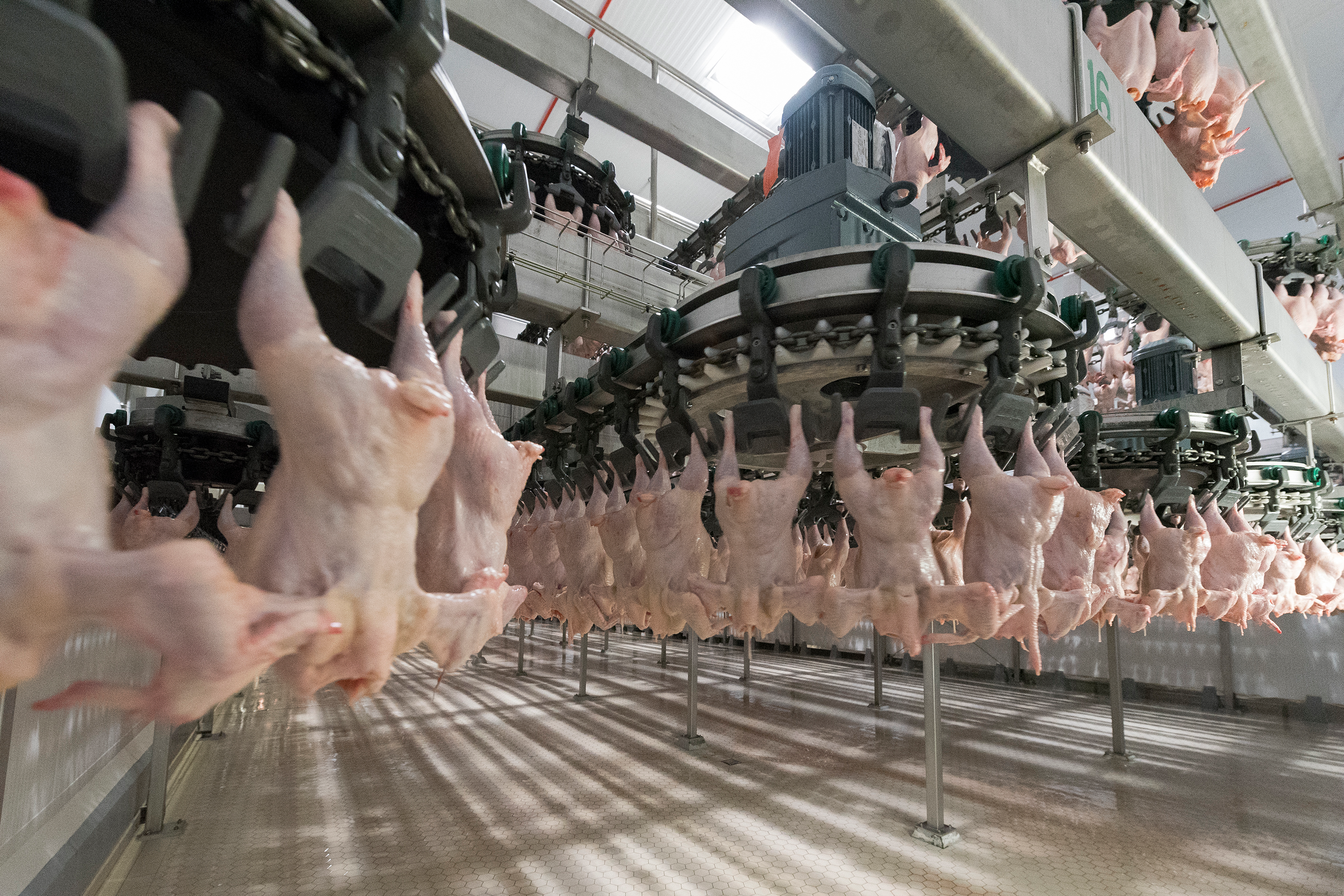 How to choose the right poultry carcass chilling technique ...