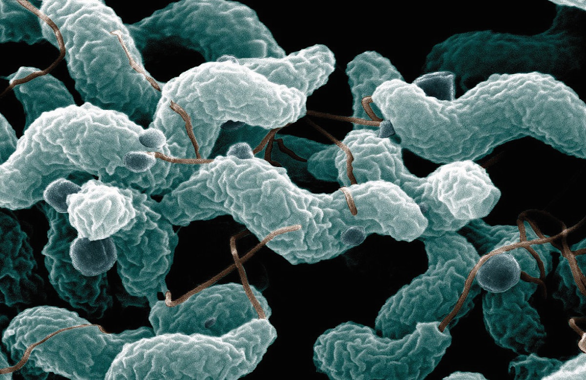 Study unravels Campylobacter’s antibiotic resistance | WATTPoultry.com