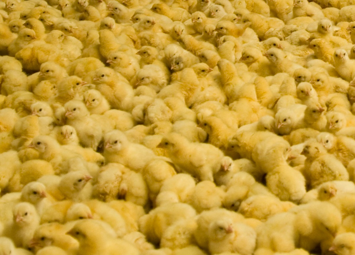 HPAI hits Iowa broiler hatchery, Missouri broiler breeders - All For My Pet