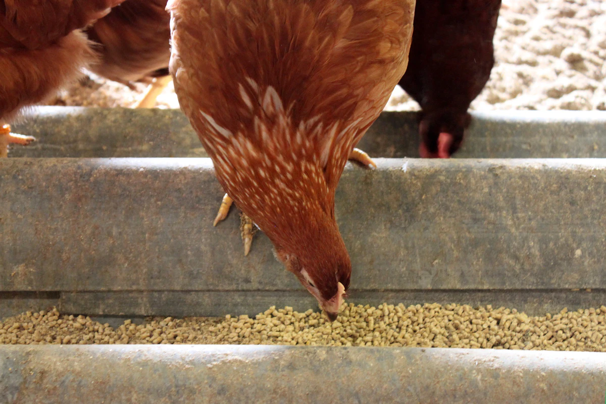 Piloting a novel poultry therapeutic through FDA approval | WATTPoultry.com