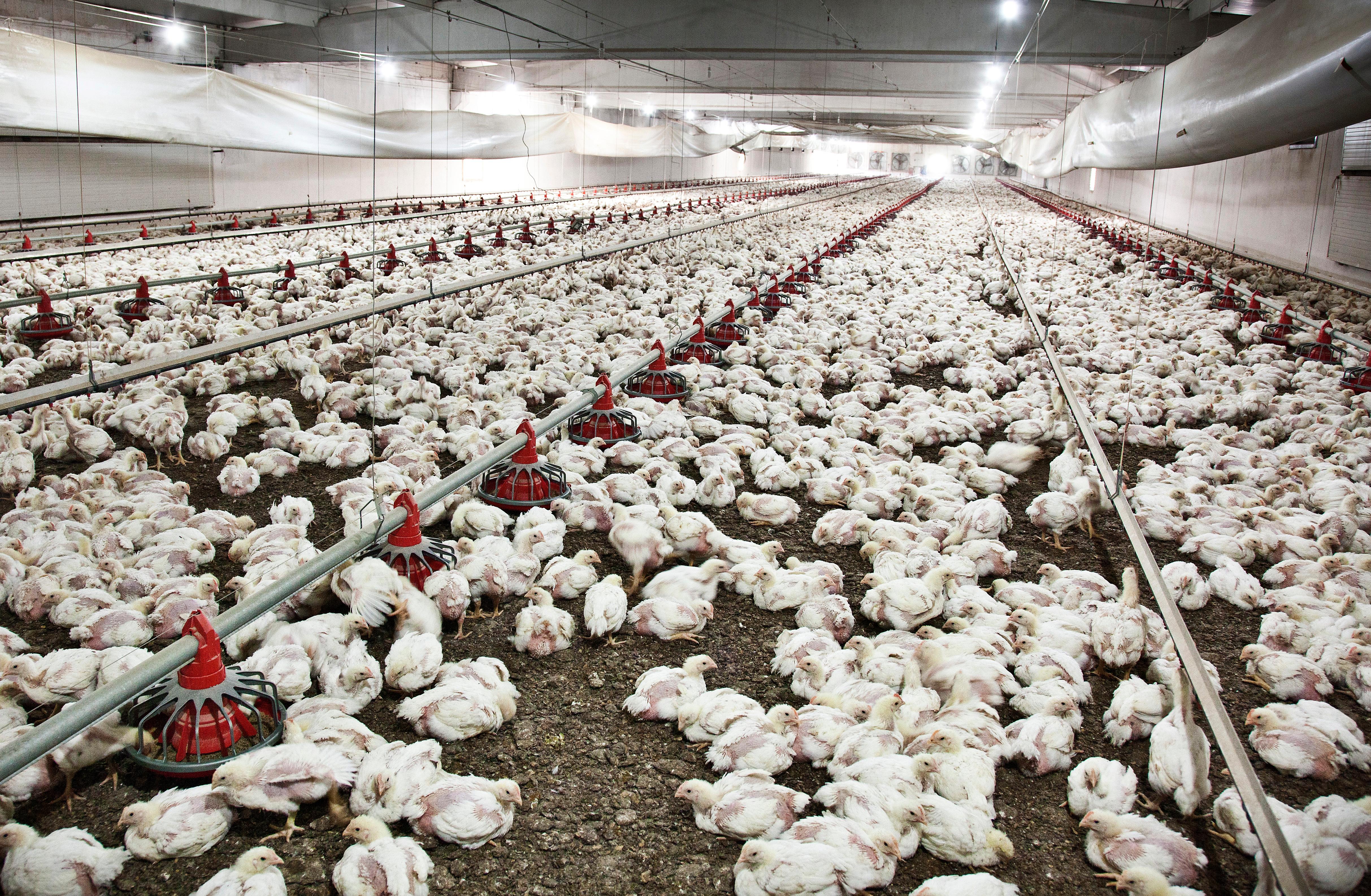 Precision farming could improve poultry operations | WATTPoultry.com